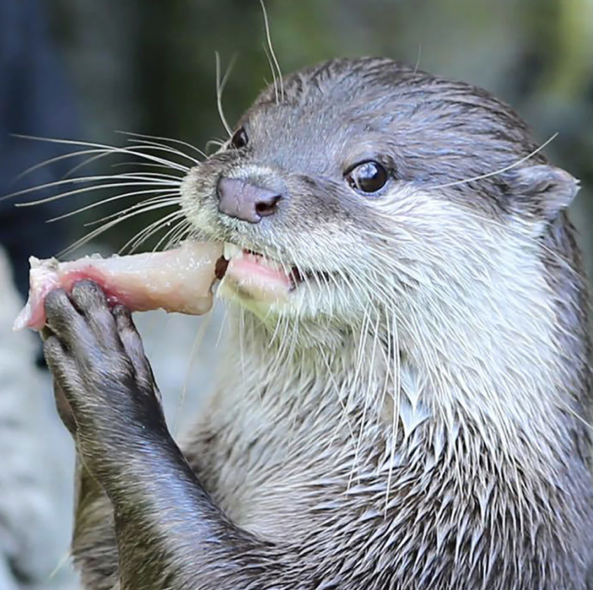 An Otter Experience For Two at the Dartmoor Otter Sanctuary ...